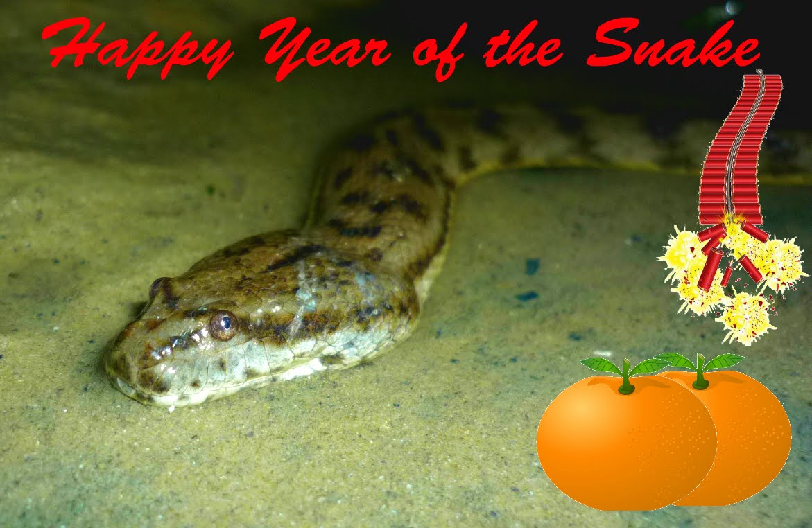 Are Snakes Lazy at Benjamin Hutchison blog