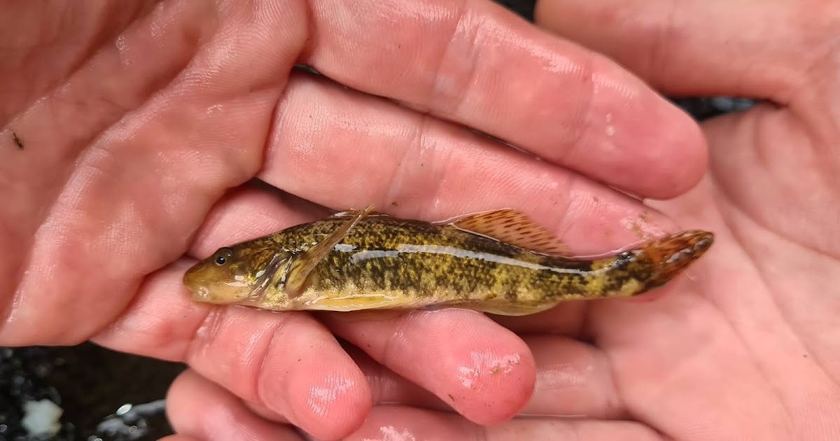 Aspretele - povestea peștișorului înecat