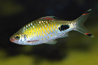 Aquarium Fish: Filament Barb