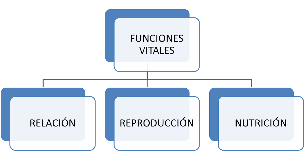 4º Educación Primaria: Esquemas repaso Natu - Funciones vitales