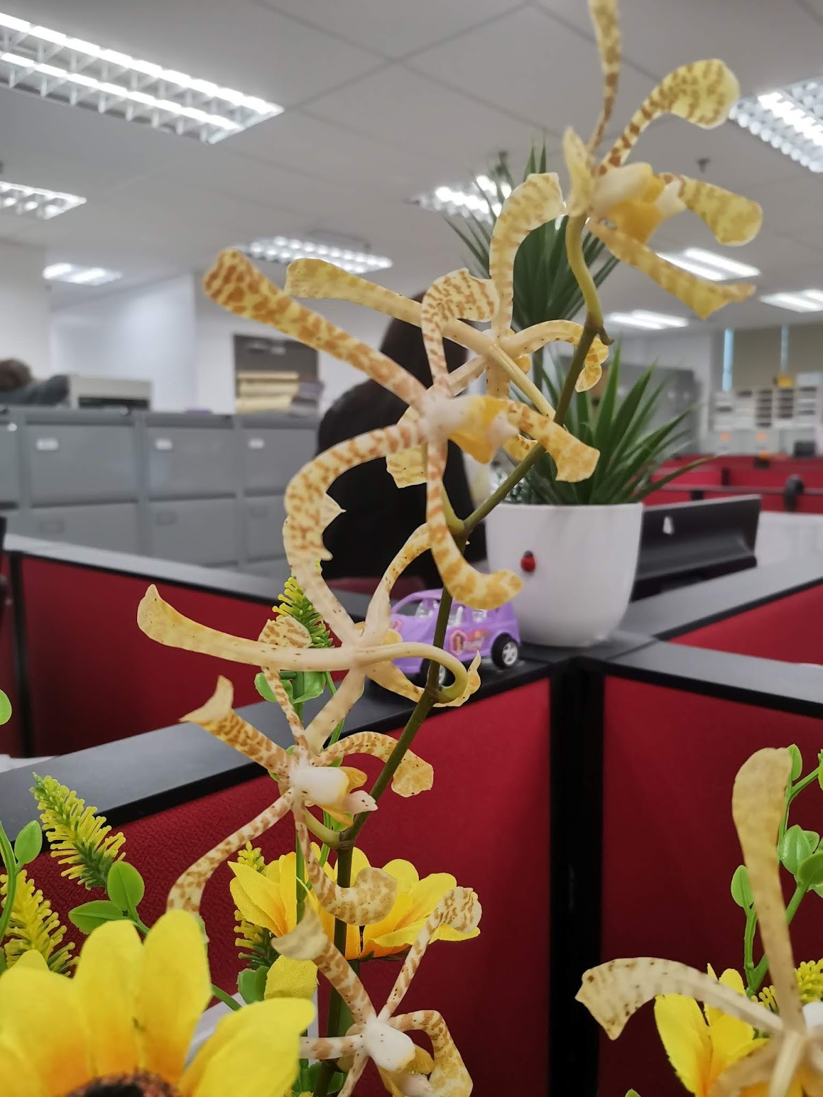 Beautiful Lie in a Beautiful Life: Orkid Putih_Kuning