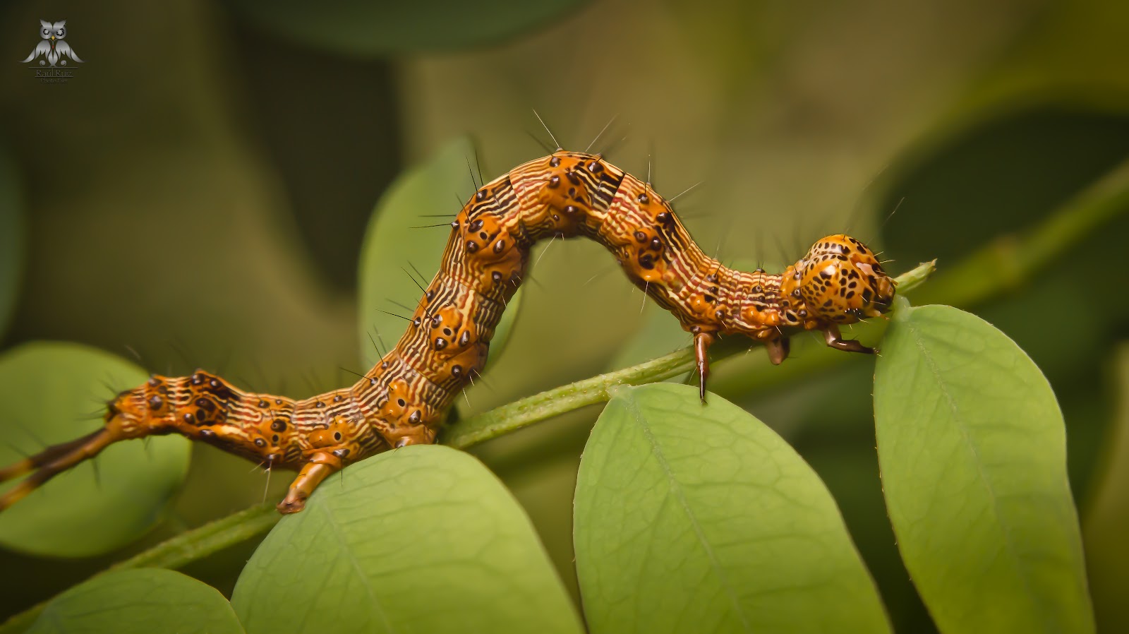 Carlos E. Raúl Ruiz .: Lepidoptera Larvae.