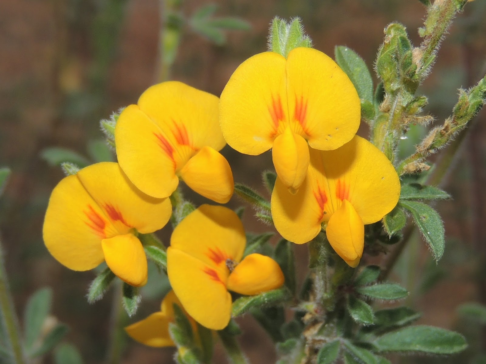 Fabaceae - Leguminosae no Brasil: Fabaceae - Zornia brasiliensis Vogel