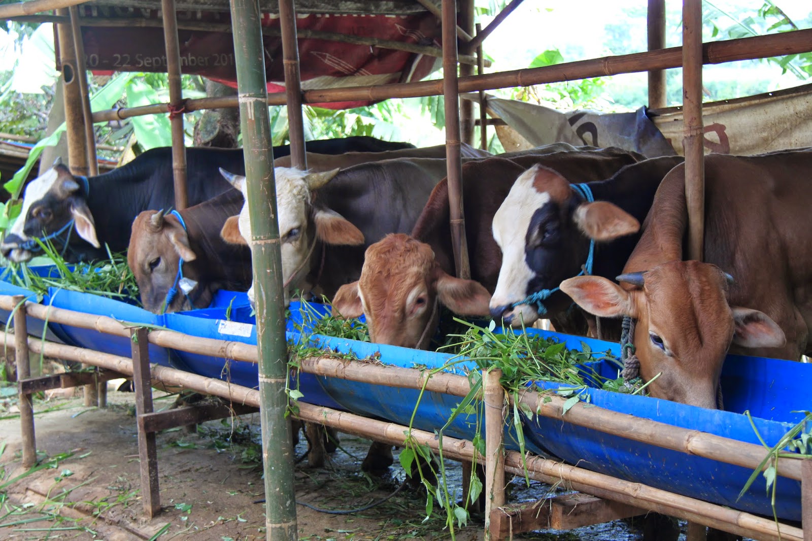 Kelompok Tani Ternak "SatoAji": Harga Perkiraan Sapi Qurban 2014 / 2015