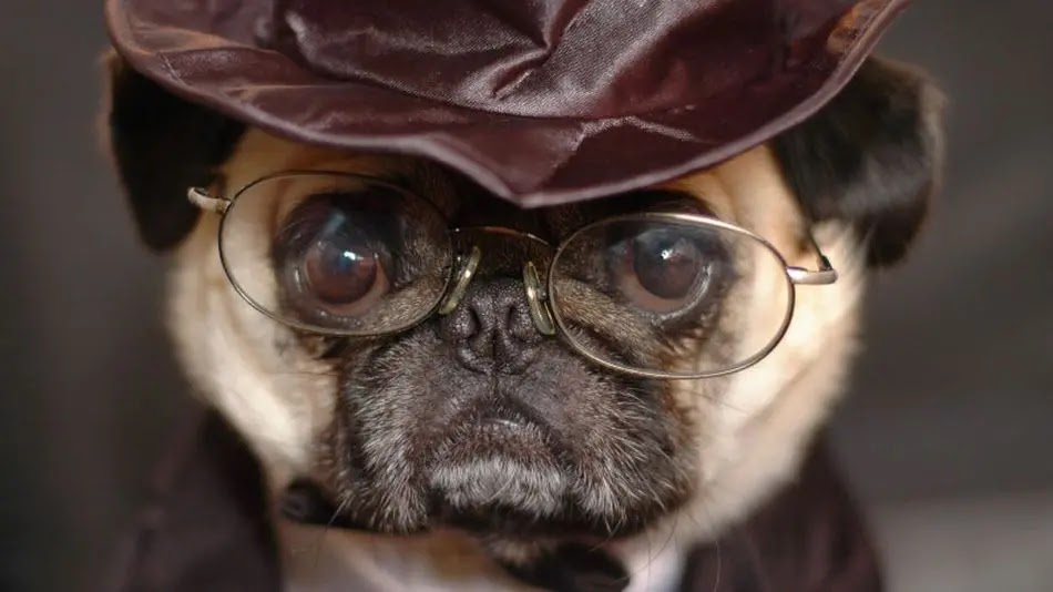 16 Reasons That Prove Pugs Are The Most Terrible Dogs On Earth