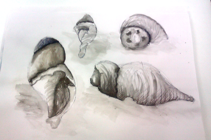 Art Portfolio: drawing-shells