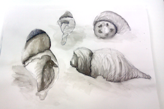 Art Portfolio: drawing-shells