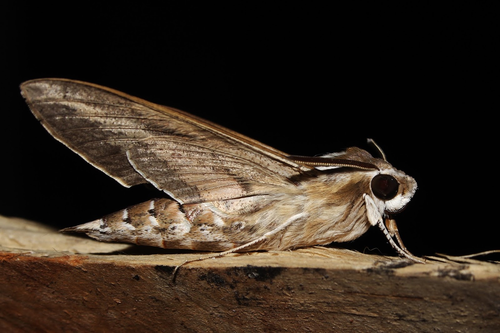 Biodiversity of Cyprus by NGO Protection of the Natural Heritage and ...