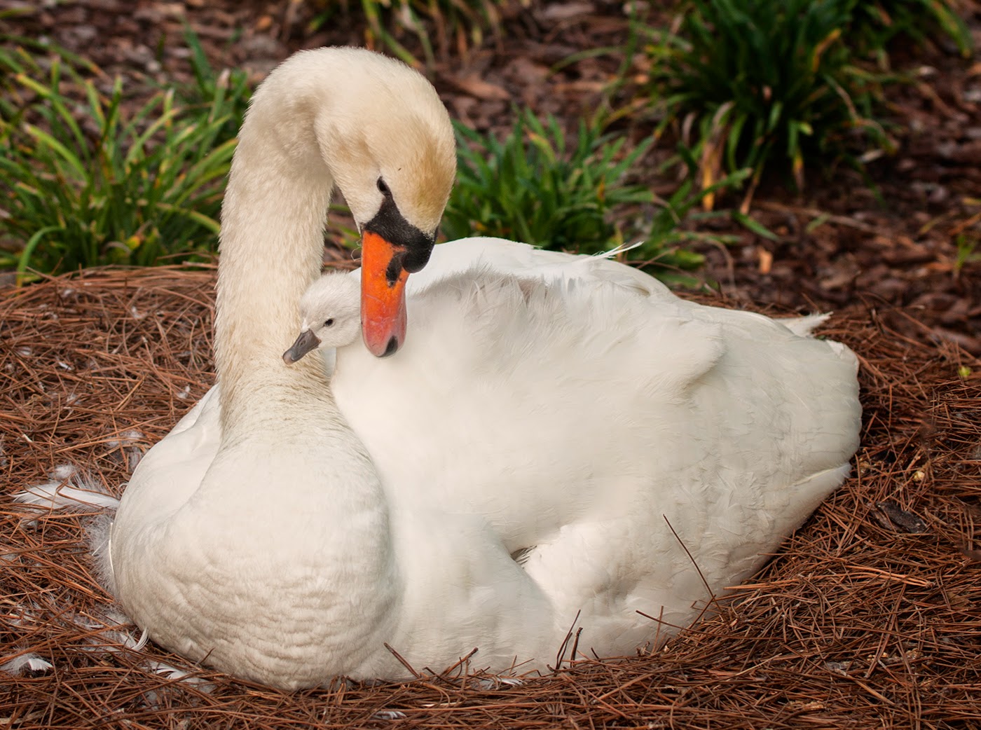 Photography Journal by Katherine Bargar: More fun Photographing the Swans
