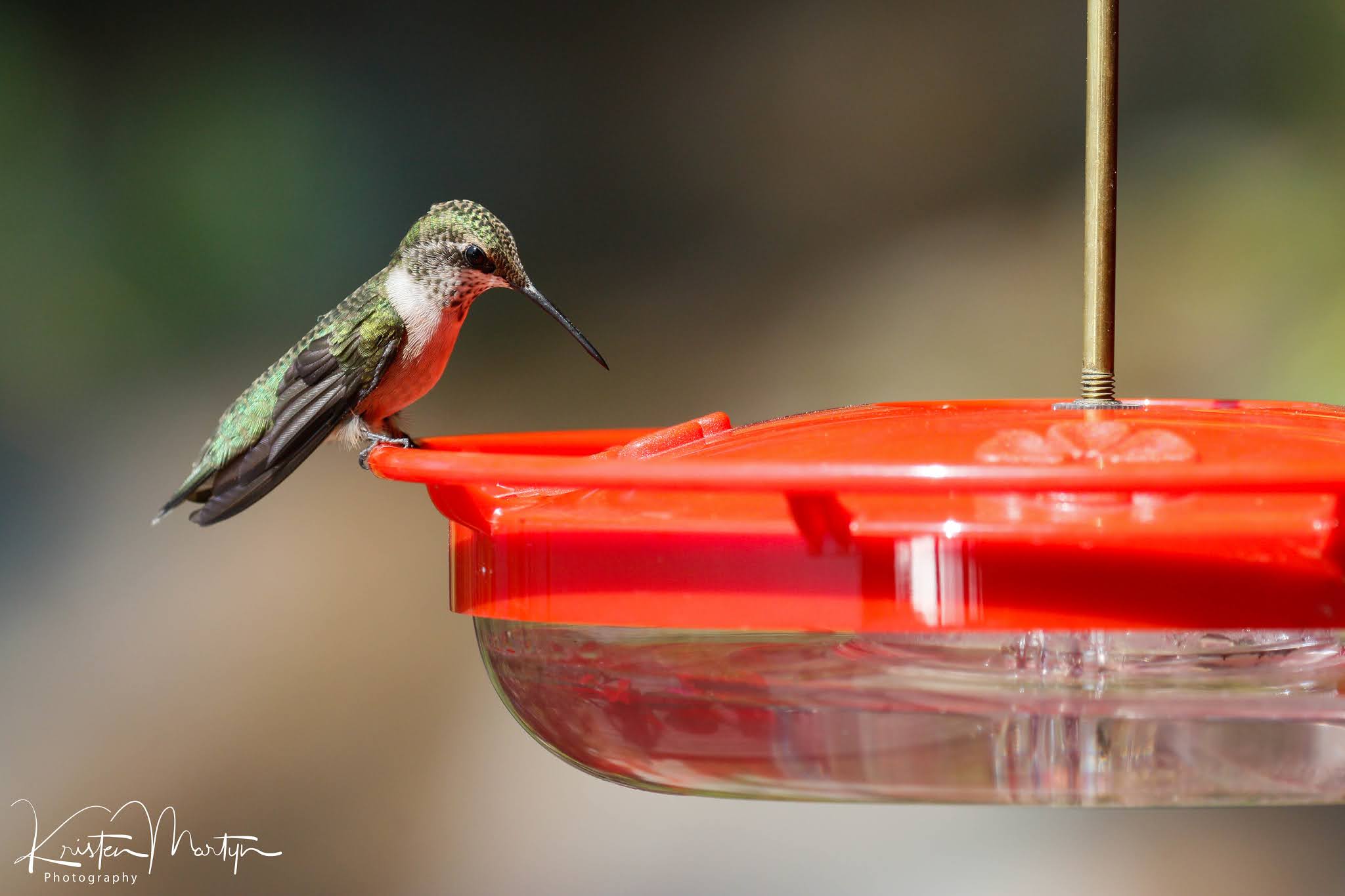 The Dos & Don'ts of Hummingbird Feeding | Nature Notes Blog
