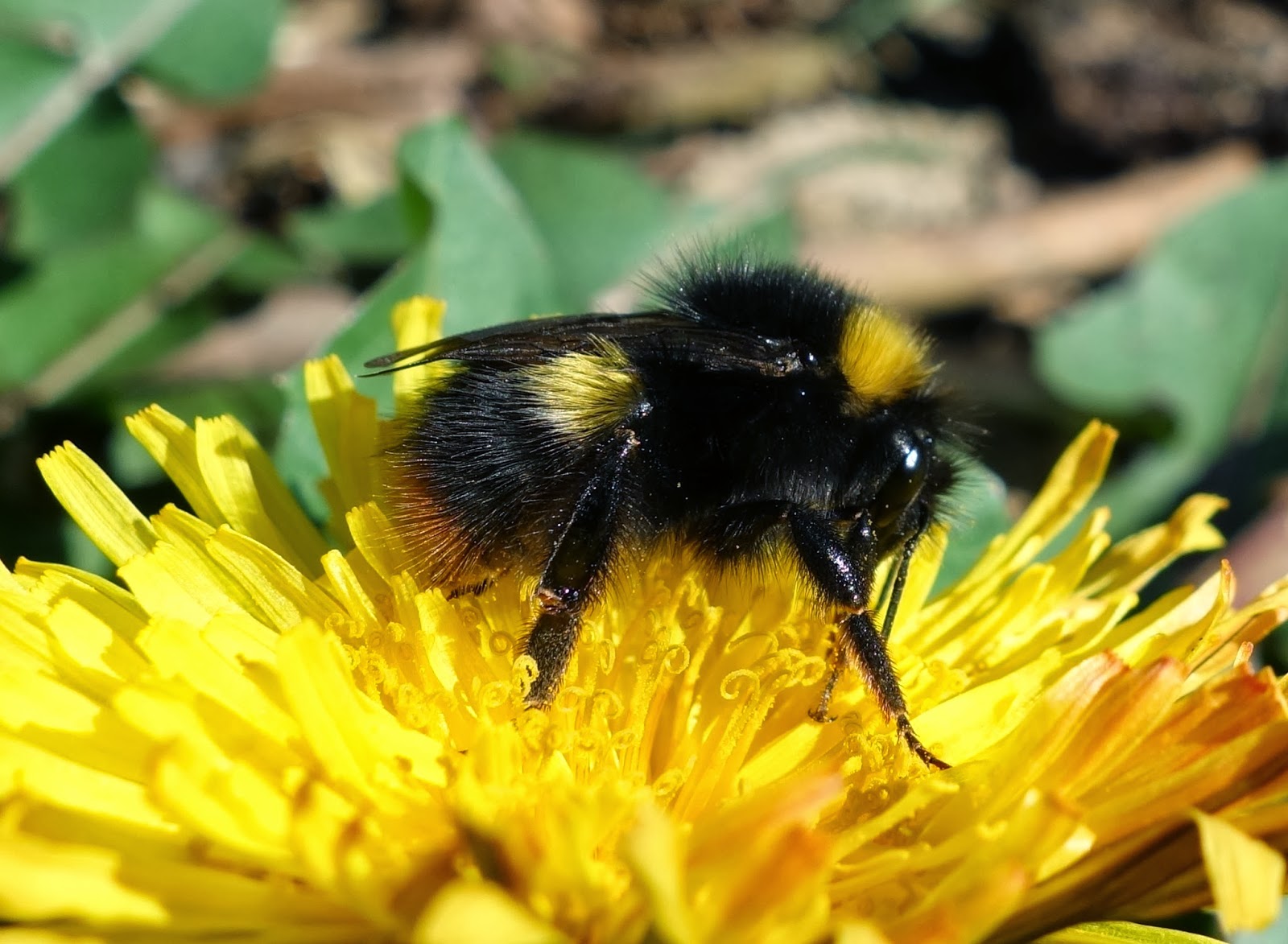 Urban Pollinators: Identifying common bumblebee queens