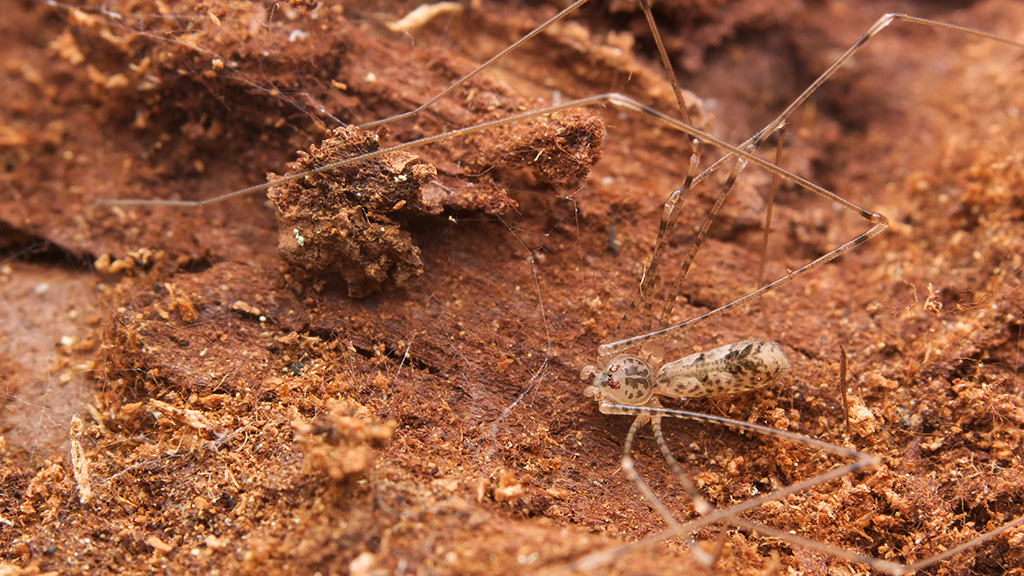 ムシをデザインしたのはダレ？: ユウレイグモ ( Pholcus crypticolens )