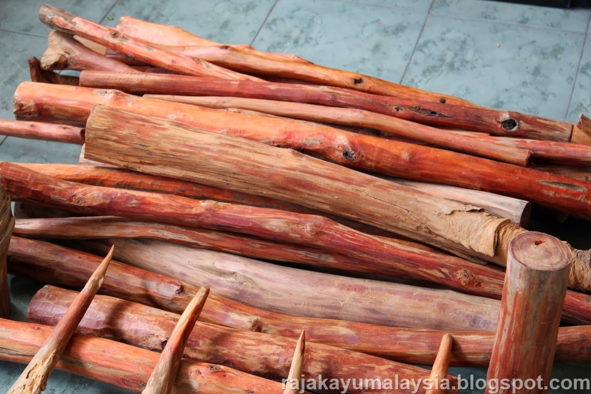 Raja Kayu Malaysia: Raja Kayu