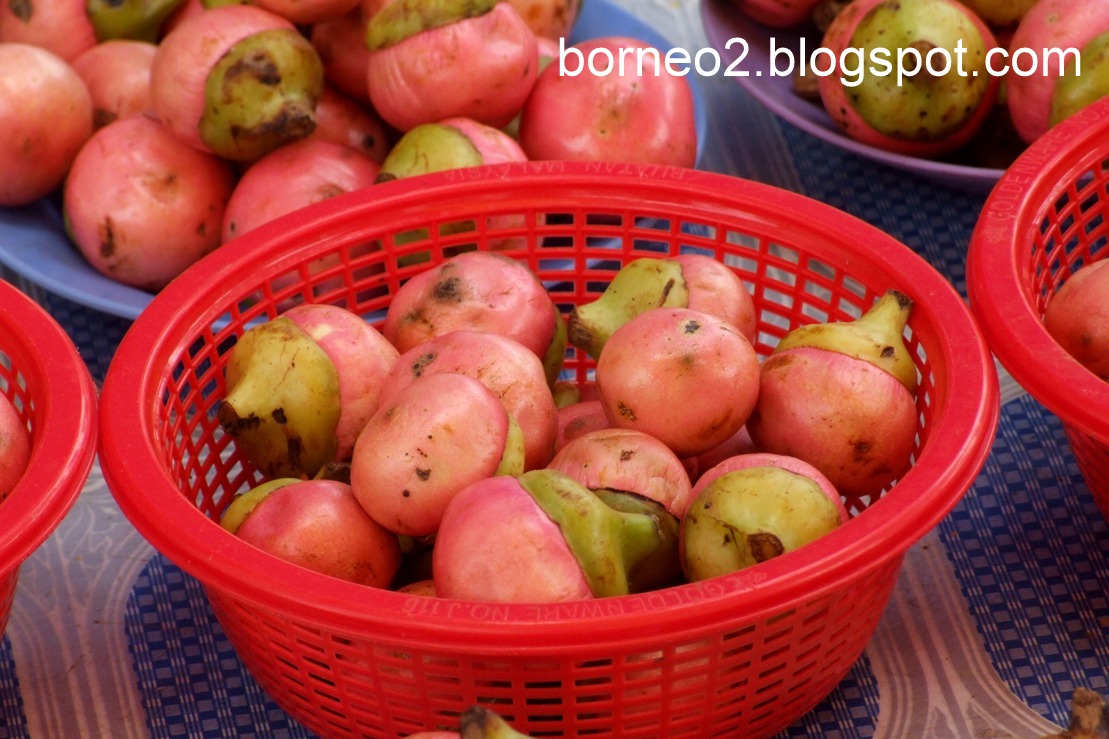 Borneo Island, Awaken To A Different World: Engkalak - Litsea Garciae