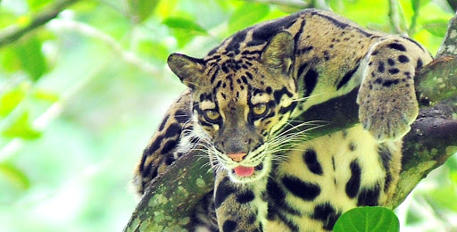 What is Dehing Patkai and why you must be concerned?