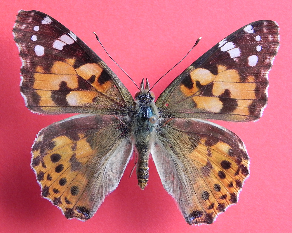 MARIPOSAS (BUTTERFLIES): SubFamilia NYMPHALINAE (Fam NYMPHALIDAE)