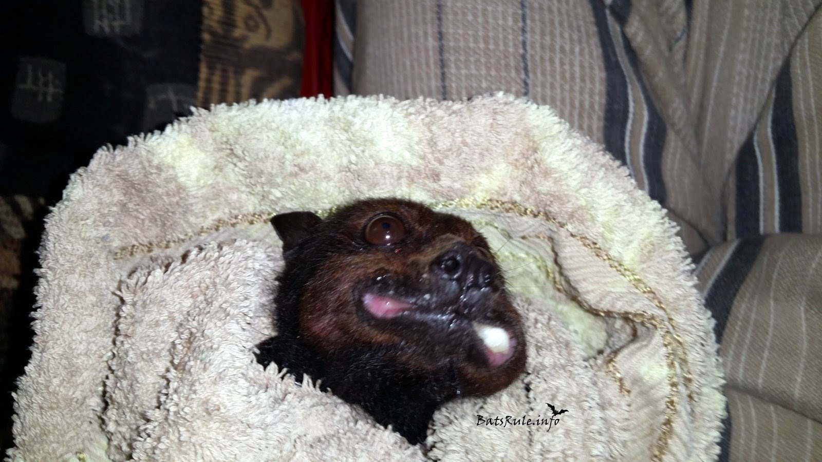 Rescue | Megabat black male, Flying-fox, Fruit bat