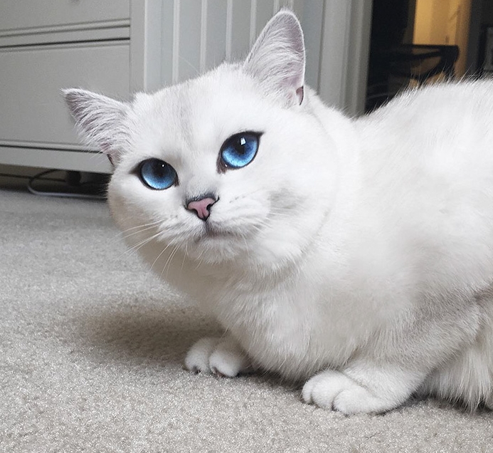 White Wolf : Coby The Cat Has The Most Beautiful Eyes You’ve Ever Seen!
