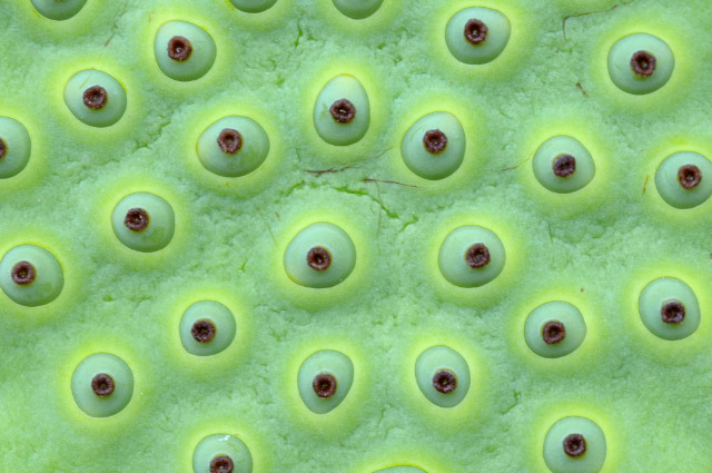 Bearing Witness: Wetland Plant Adaptations: Aerenchyma