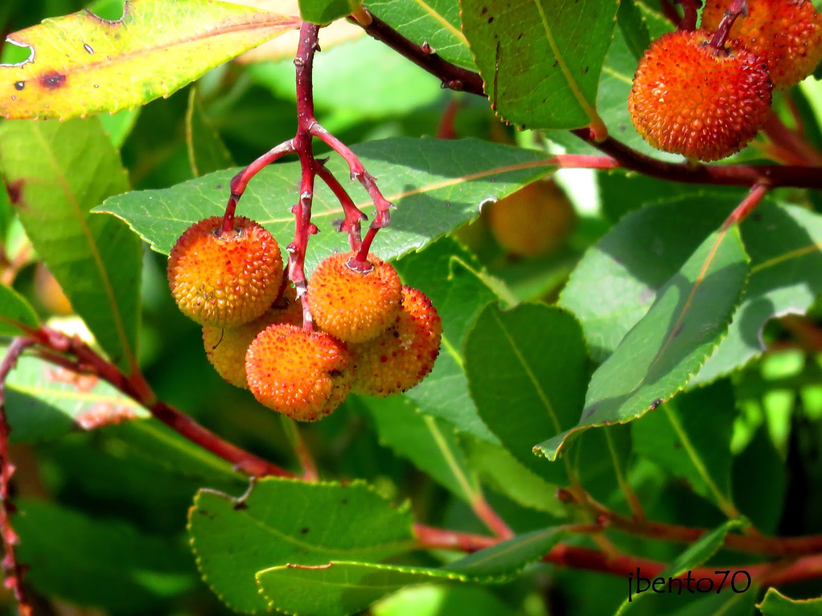 Birding Cascais: Medronheiro (Arbutus unedo L.) no Parque Natural de ...