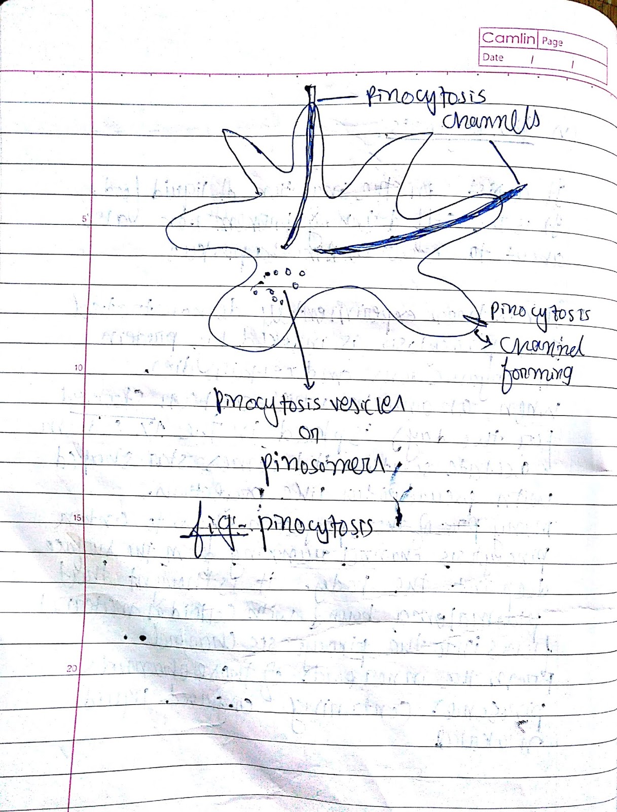 Study of Amoeba | General characters and classification