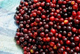 Pachamama Spectrum of Treasures: Exotic Fruits of Ecuador