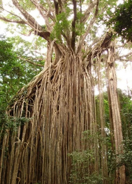 Jenis-jenis Akar dan Akar Khusus - efrideplin.com