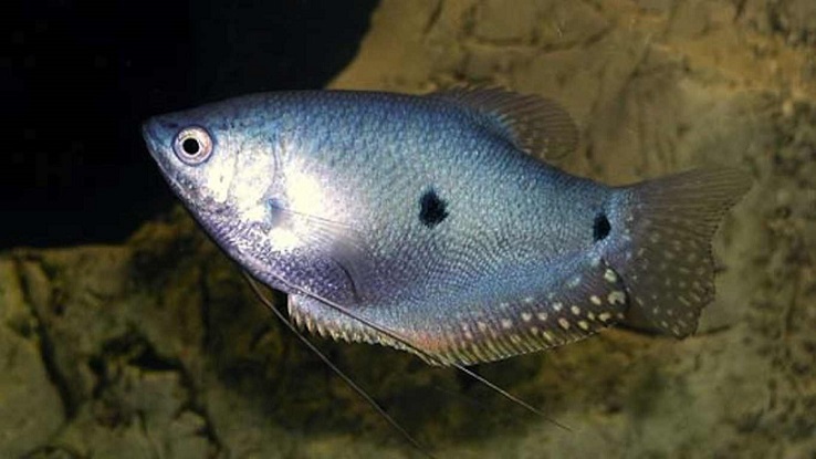 Apa Fungsi Labirin pada Tubuh Ikan? | Belajar Sampai Mati