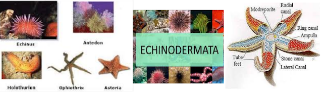 Echinodermata