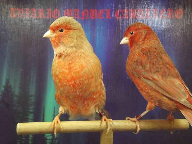 AVIARIO MANUEL CABALLERO: MAS FOTOS DE MIS CANARIOS DE ESTA TEMPORADA ...