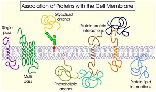 Ciencias de Joseleg: Proteínas ancladas a lípidos