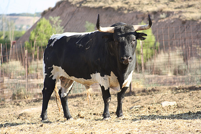 ESPAI TAURÍ: septiembre 2011