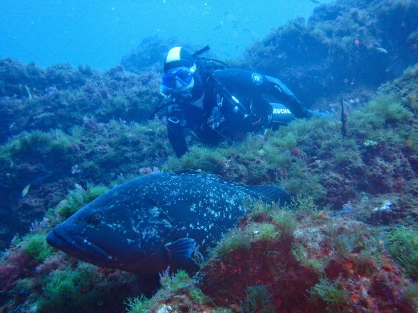 Best Spot Azores PADI 5* Dive Center: Scuba Diving Ponta Delgada Azores