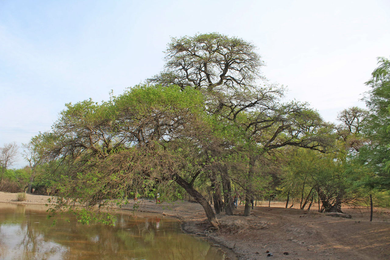 MI BOLIVIA AMADA: EL GRAN CHACO ES LA SEGUNDA RESERVA NATURAL MÁS ...