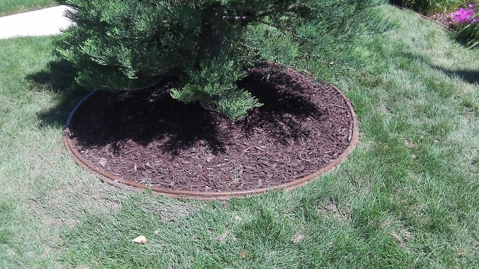 Knucklehead Edging: Why are tree rings beneficial to the life of a tree?
