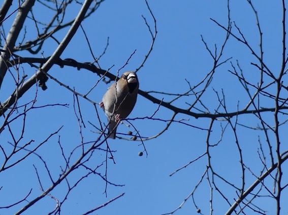 Hiyokichi UK bird life: Japanese Tit trying to eat a Giant Hornet バード ...