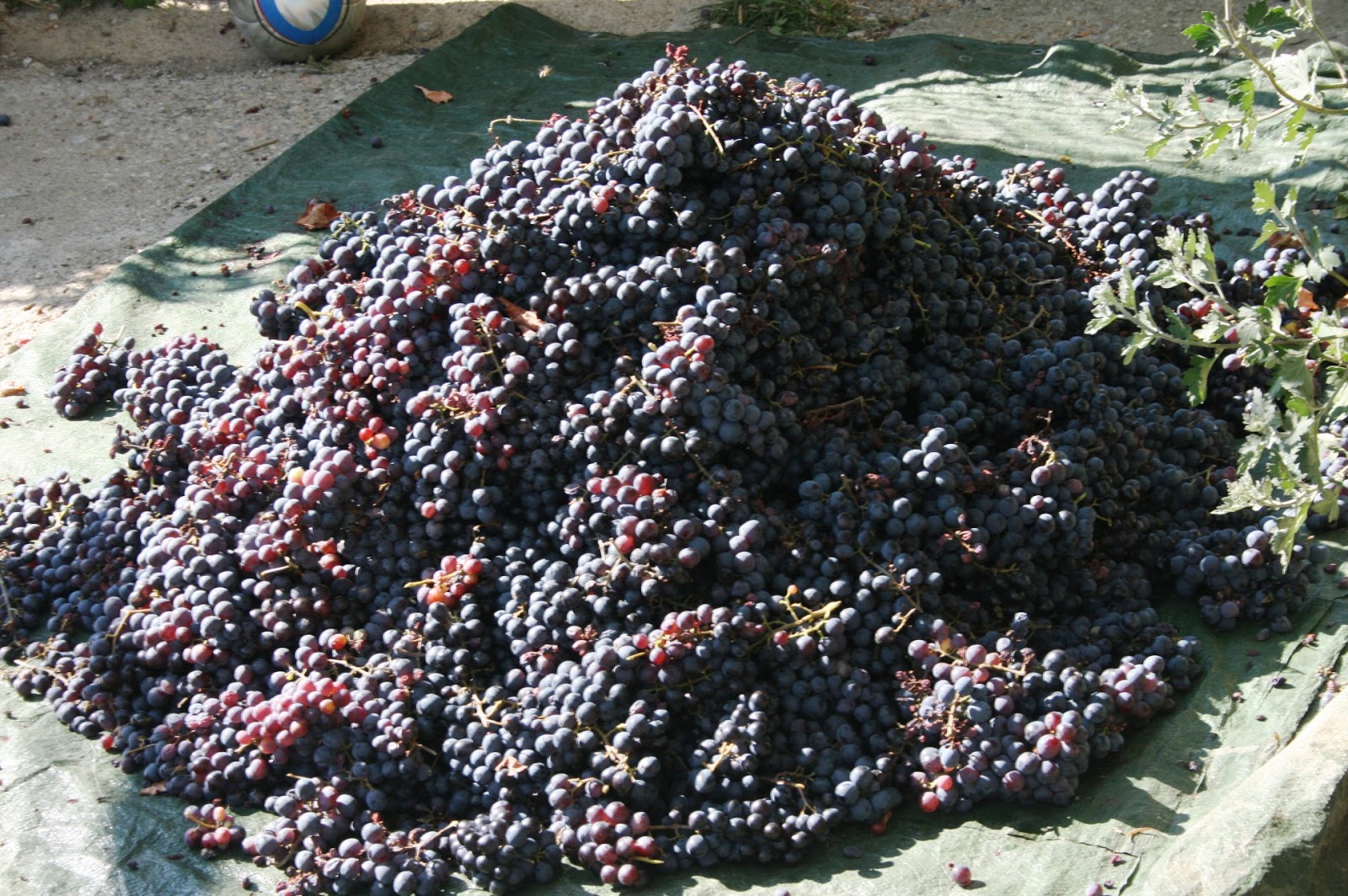 Balkan Ecology Project : The Very Fine Grapevine - The Essential Guide ...