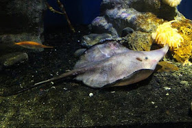 Real Monstrosities: Sixgill Stingray