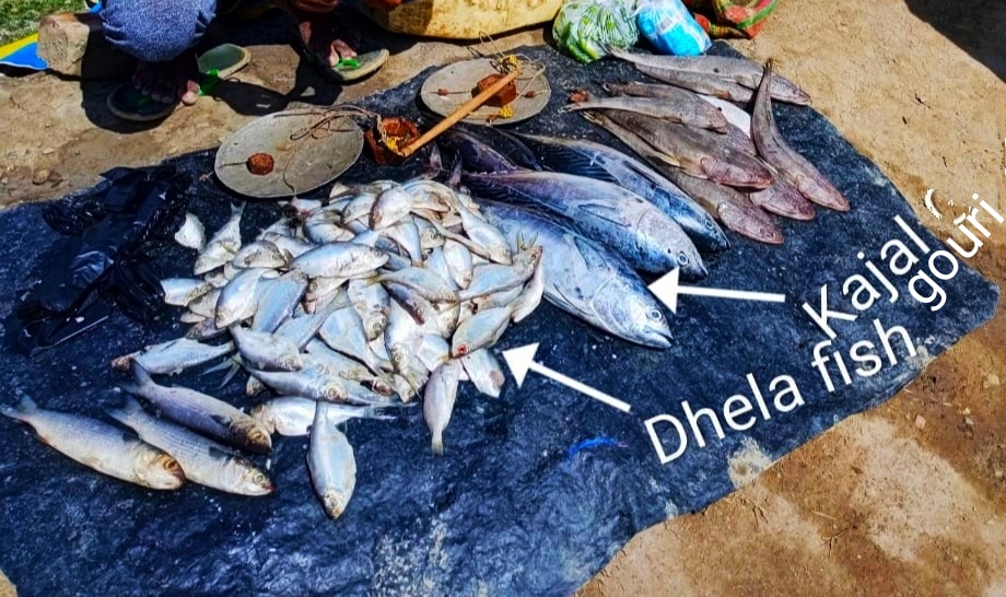 Fish of Sundarbans - Sundarbans National Forest of West Bengal in India