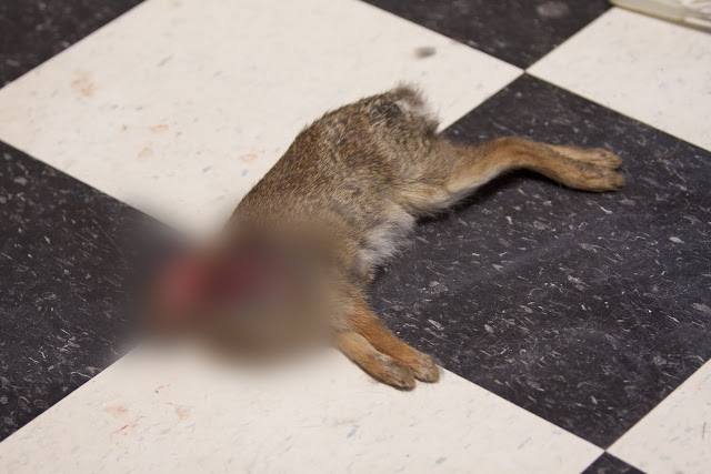 Gayle Tales: See What the Cat Dragged In