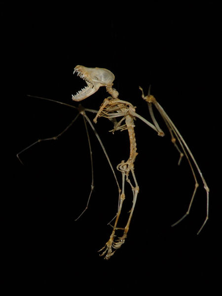 Mesozoic Musings at Jurassic Forest: August 2013