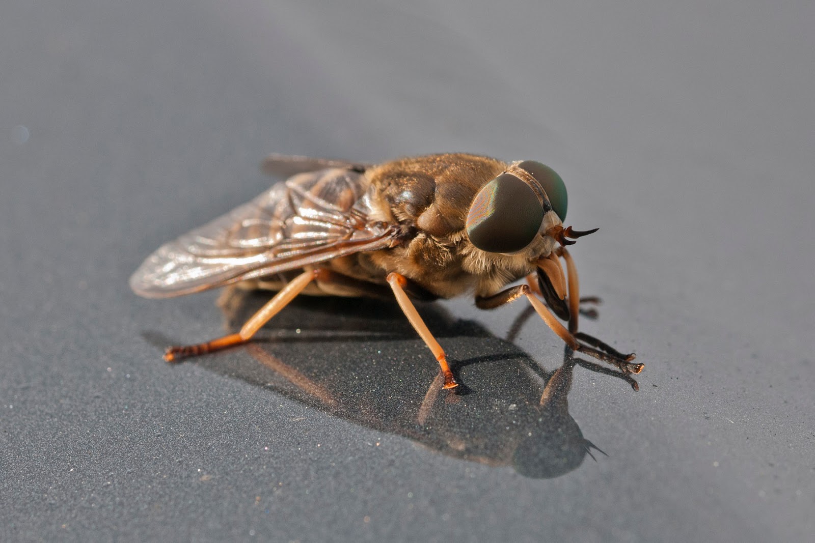 East Glamorgan Wildlife: Tabanus sudeticus