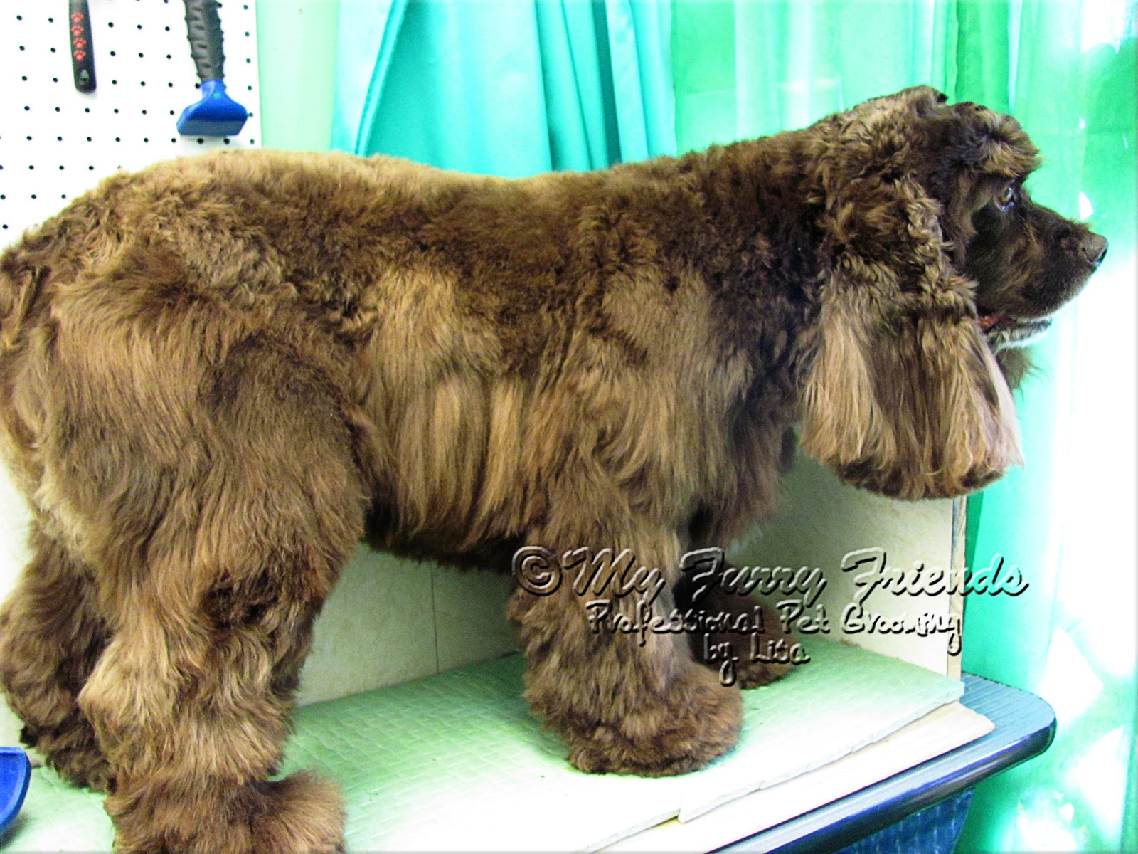 Pet Grooming: The Good, The Bad, & The Furry: Makeover Monday #17 ...