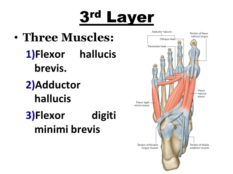 ANIGO PHYSIOTHERAPY: EASIEST WAY TO LEARN SOLE OF THE FOOT ( FIRST ...