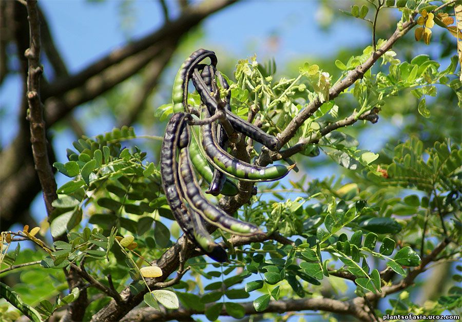 Riverine Parks: Samanea saman