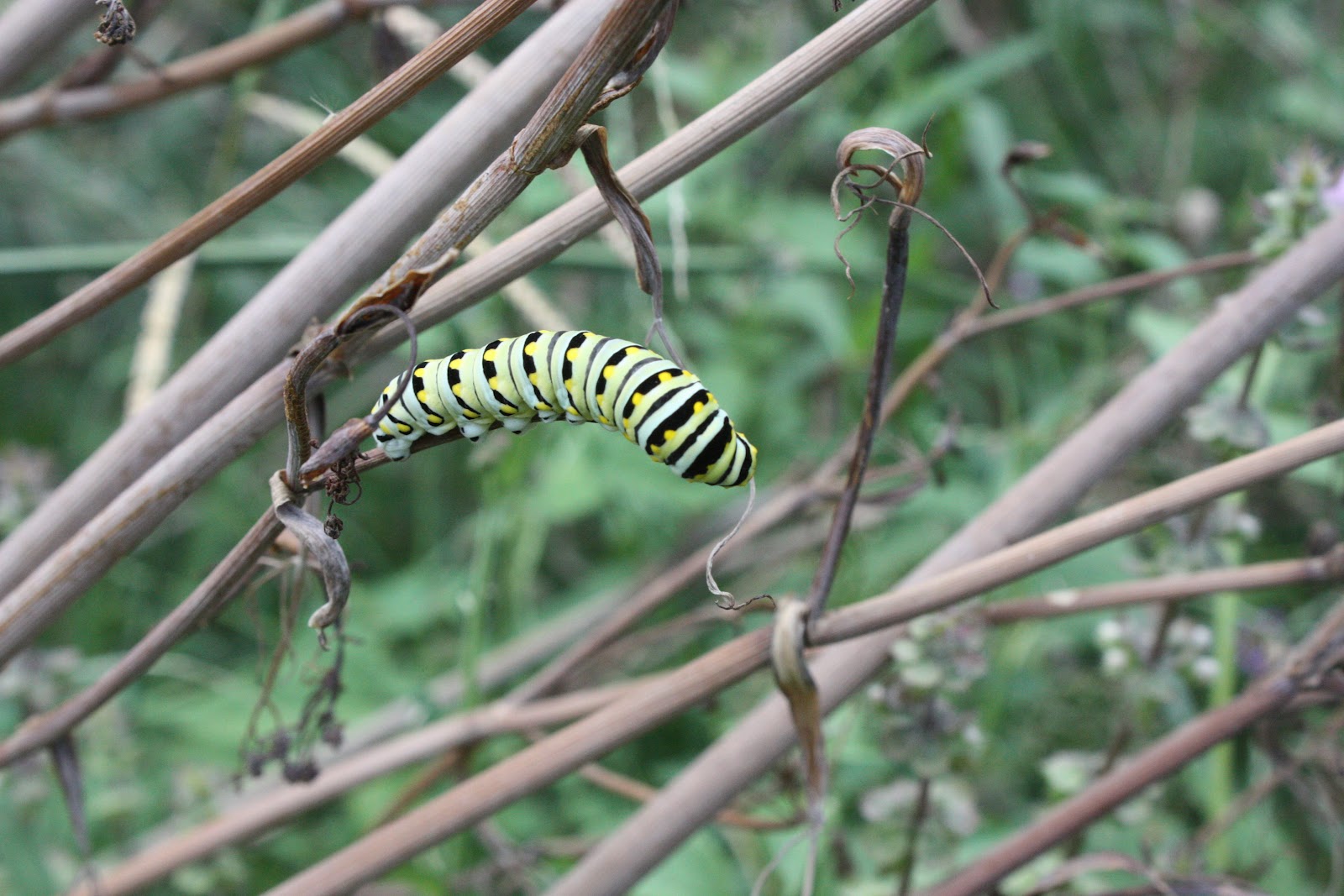 Feeding adult butterflies and their offspring
