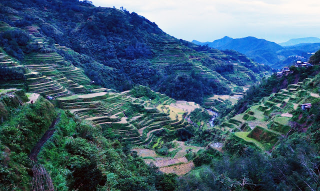 Free Images: Benguet Rice Terraces - Free Photo