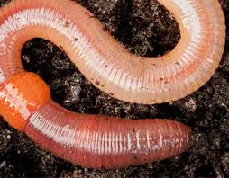 SISTEMA RESPIRATORIO DE LA LOMBRIZ