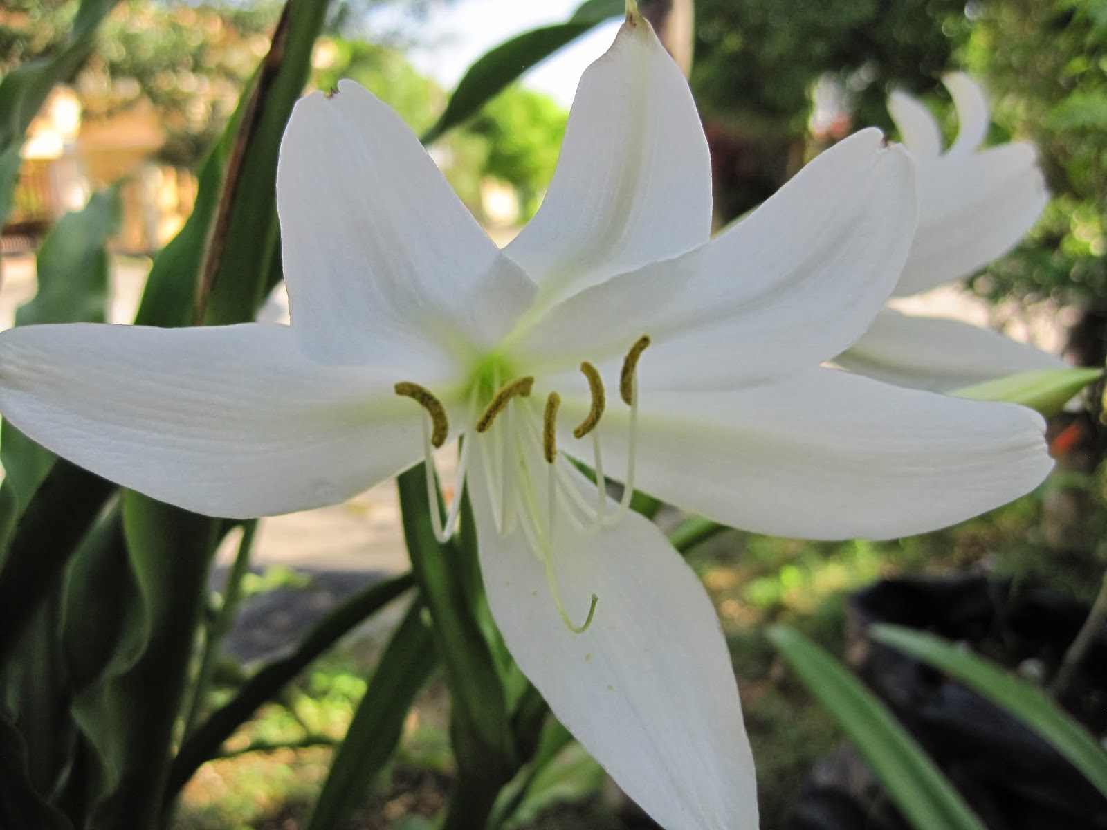 My Beautiful 'Flower - Flower ' World: My white Swamp Lily is blooming ...