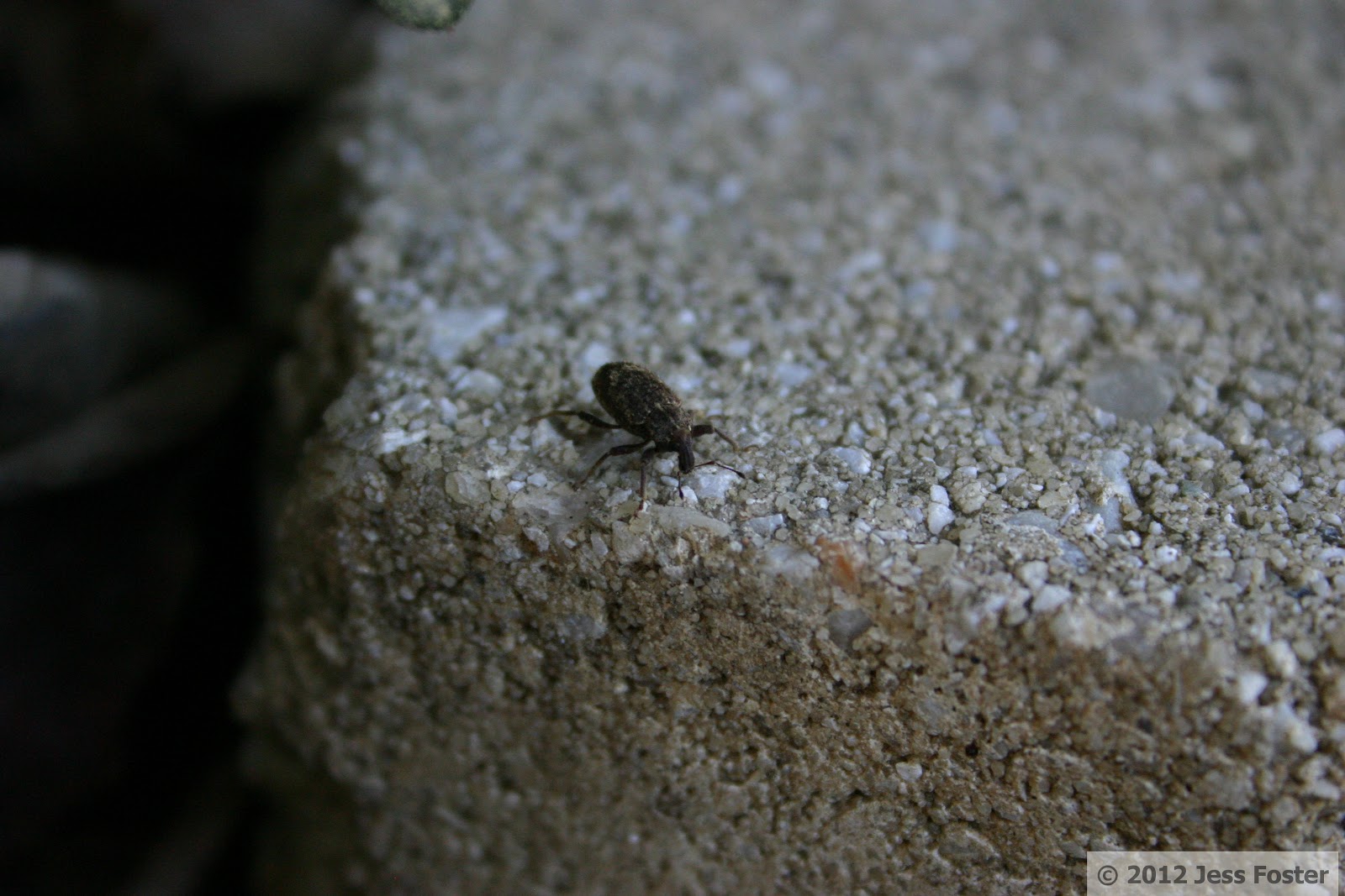 Sluggin' Along: Vegetable Weevil